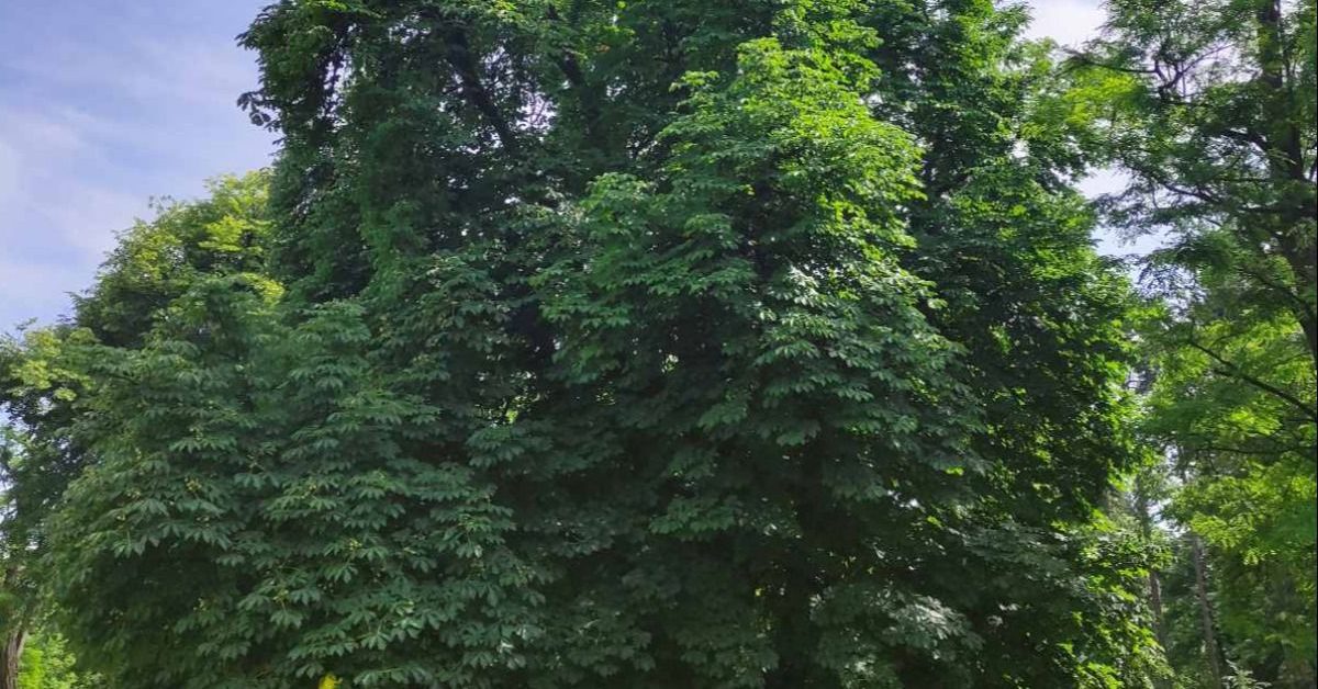 I vi možete glasati: Divlji kesten iz Banje Luke nominovan za "Stablo ...